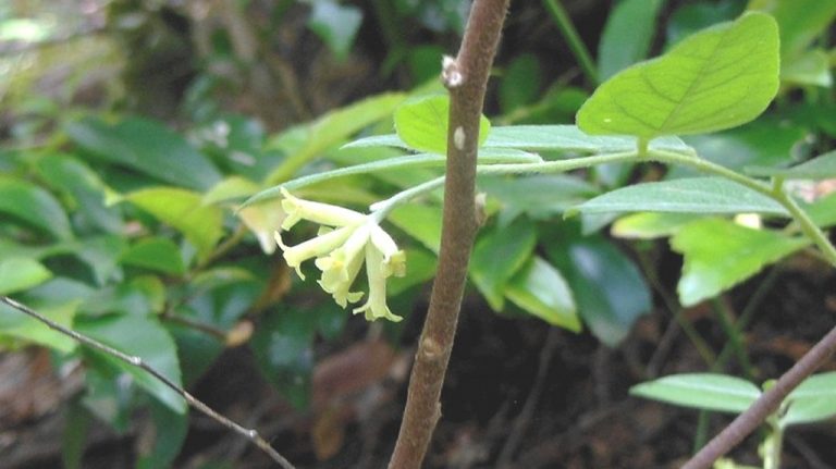 Material: Gampi 雁皮/ガンピ